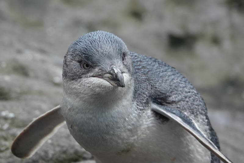 Pinguim azul imagem de stock. Imagem de wildlife, fairy - 25124755