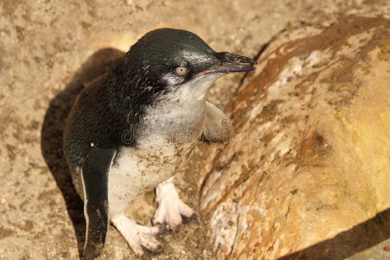 Pinguim azul imagem de stock. Imagem de wildlife, fairy - 25124755