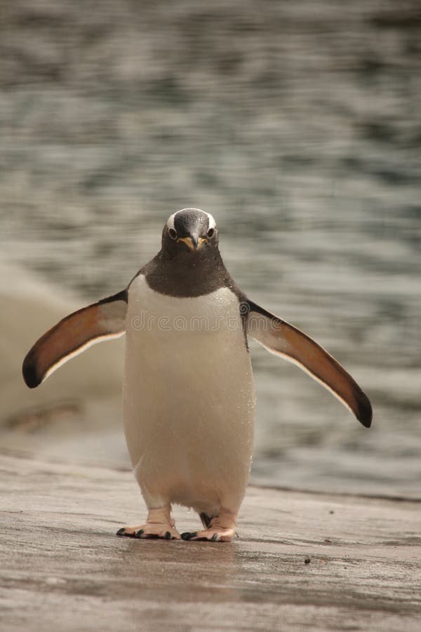 283 Pinguim Gordo Fotos - Fotos de Stock Gratuitas e Fotos Royalty-Free ...