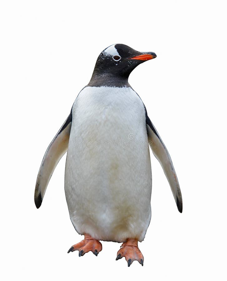 Pinguim De Gentoo Isolado No Fundo Branco Imagem de Stock - Imagem de ...
