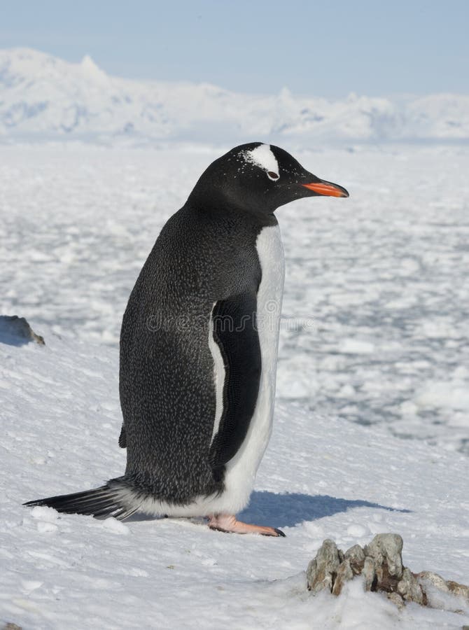Pinguim De Gentoo No Fundo Do Oceano Congelado. Foto de Stock - Imagem ...