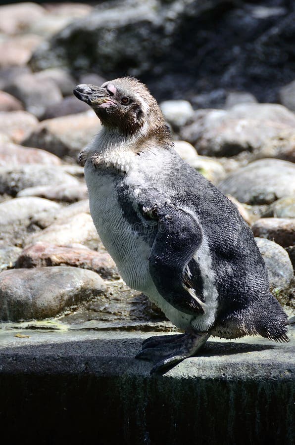 285 Pinguim Gordo Fotos - Fotos de Stock Gratuitas e Fotos Royalty-Free ...