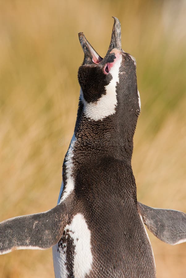 Pinguim De Magellan No Patagonia Foto de Stock - Imagem de marinheiro ...