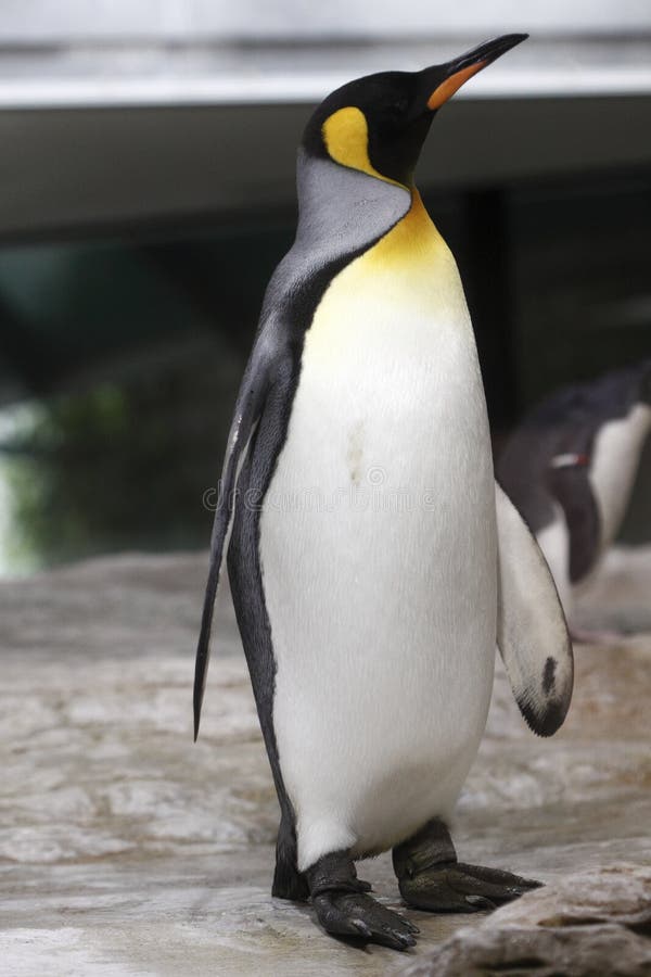 Pinguim de rei foto de stock. Imagem de pinguim, animal - 13005636