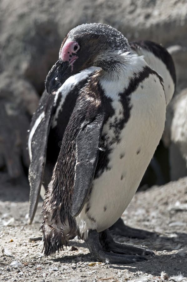 Pinguim peruano imagem de stock. Imagem de gordo, pequeno - 40296879