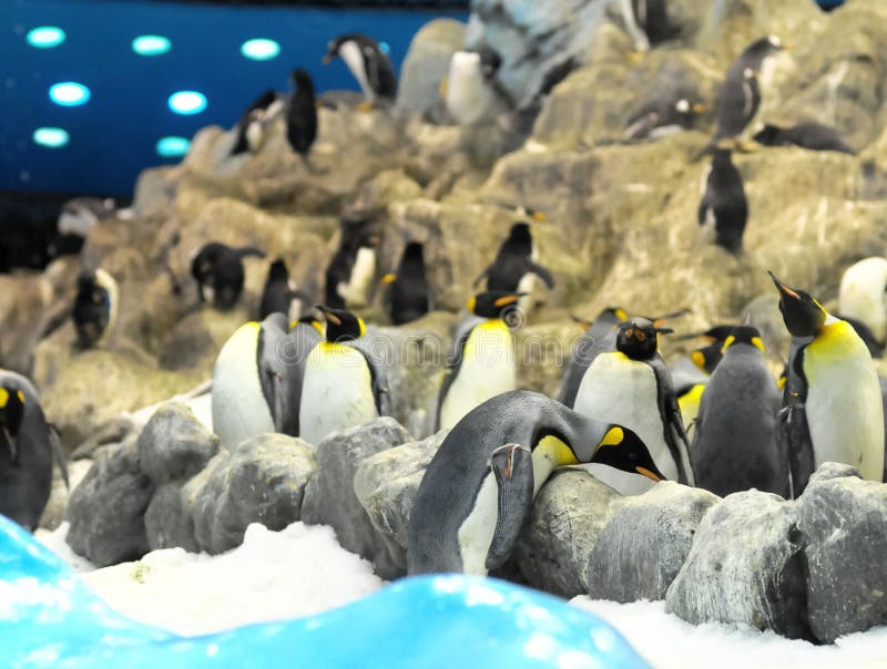 Pinguim preto e branco foto de stock. Imagem de inverno - 246494570