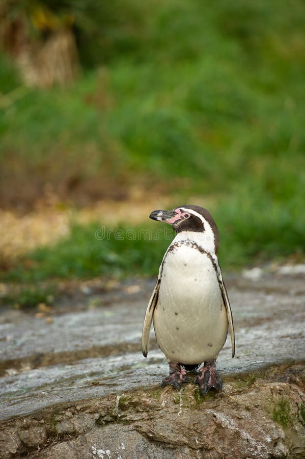 Pinguin auf Felsen stockfoto. Bild von nave, tier, landschaft - 17419358