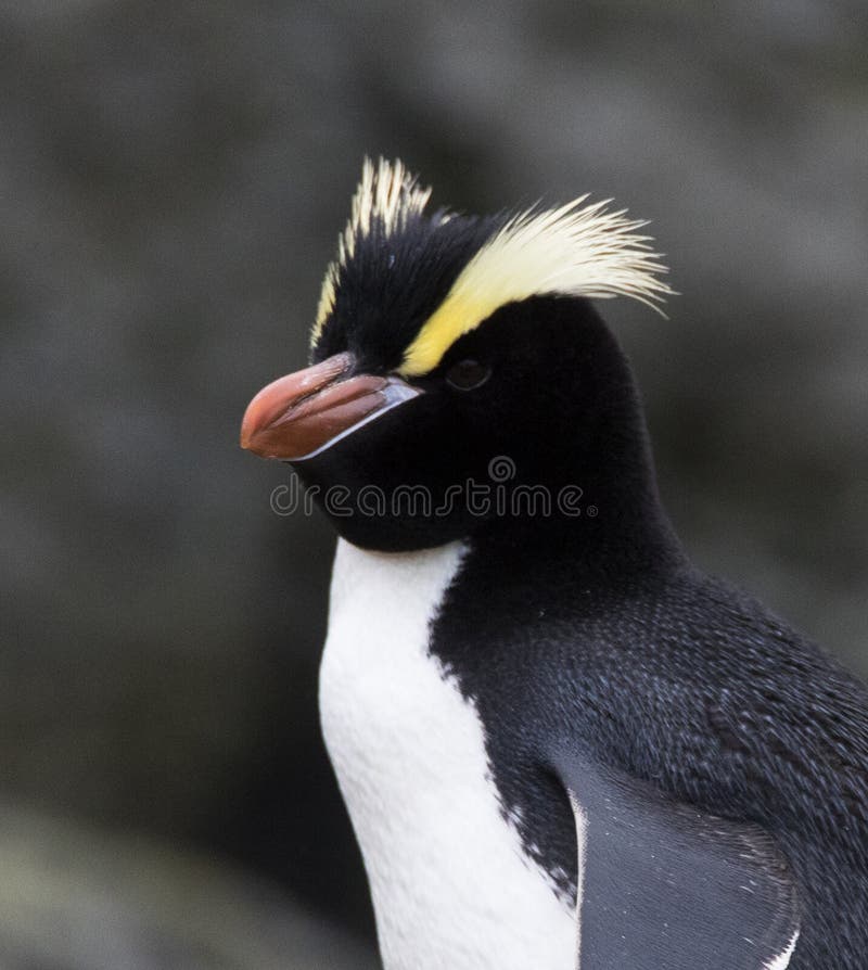 Pinguin Aufgerichtet-mit Haube, Eudyptes Sclateri Stockbild - Bild von ...