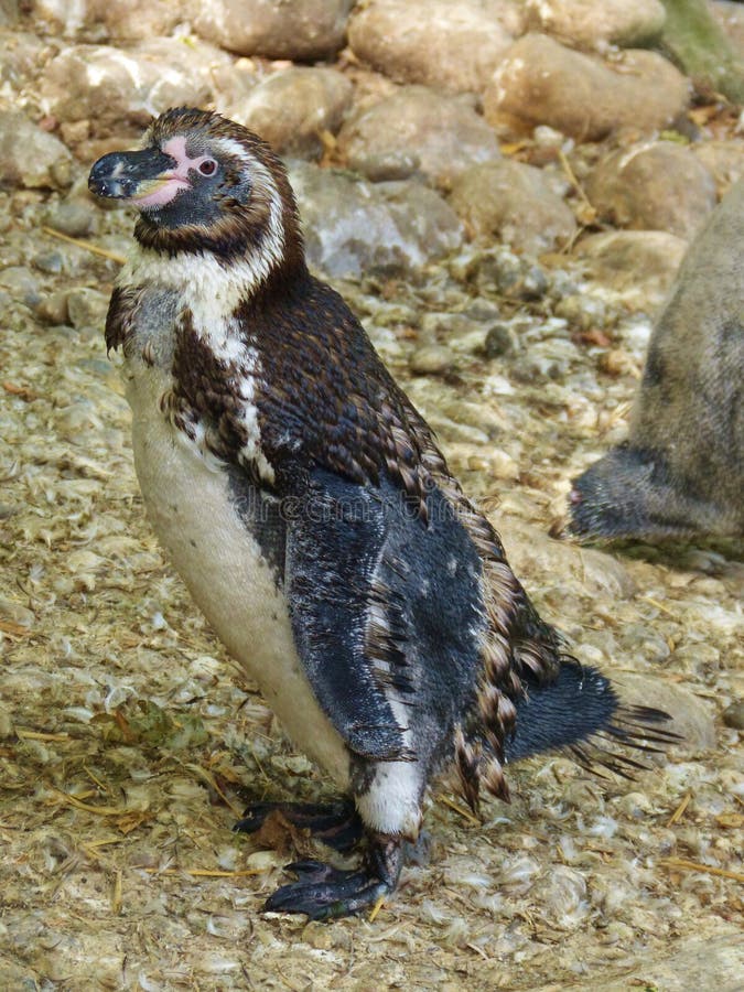 Pinguin stock photo. Image of animal, wild, beautiful - 95073648