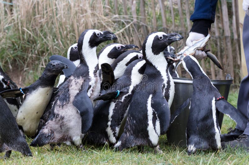 Penguin Is Eating A Large Fish Stock Image - Image of beak, food: 27869483