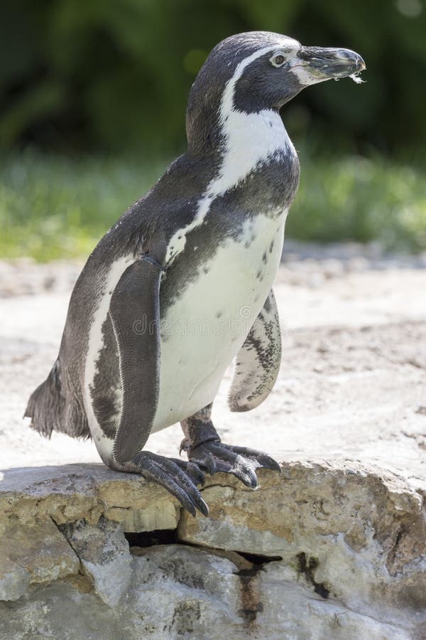 Pinguin stock photo. Image of standing, nature, water - 76483916
