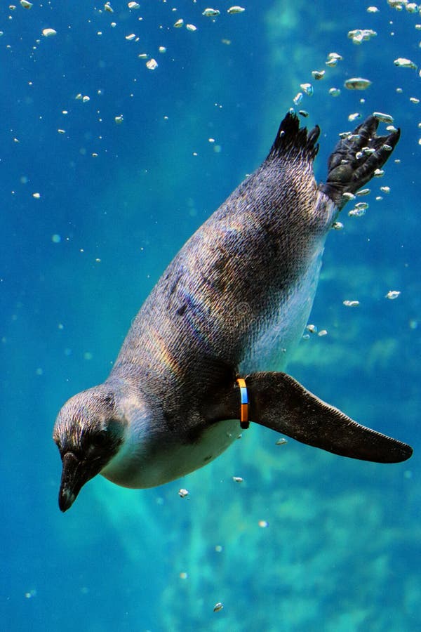 Pinguin, Penguin is Swiming Under Water Stock Image - Image of watter ...