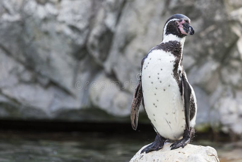 Swimming pinguin stock photo. Image of vertebrate, concepts - 35498536