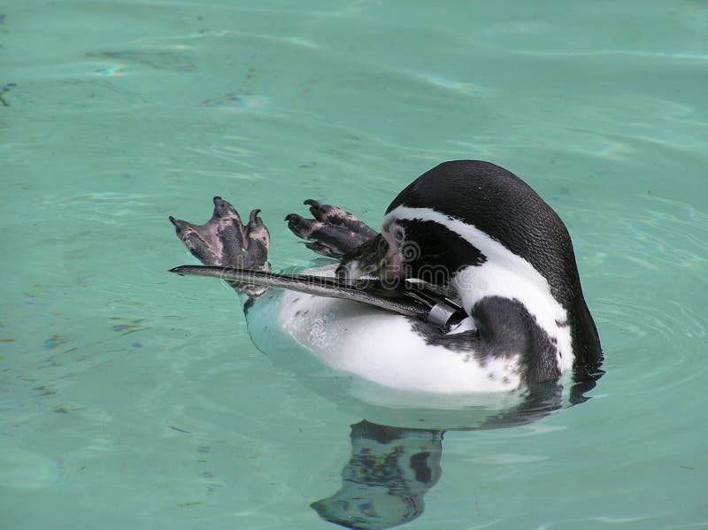Pinguino immagine stock. Immagine di pinguino, bianco, preparazione ...