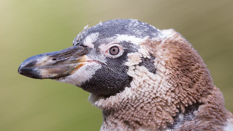 Pinguino Di Humboldt, Giovane Uno Immagine Stock - Immagine di animale ...