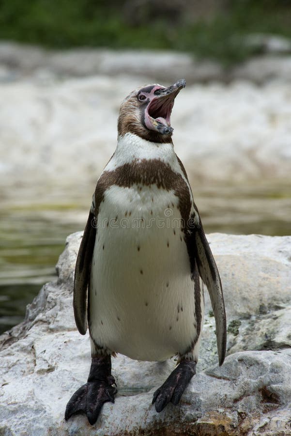 Pinguino peruviano fotografia stock. Immagine di nuotatore - 44760928