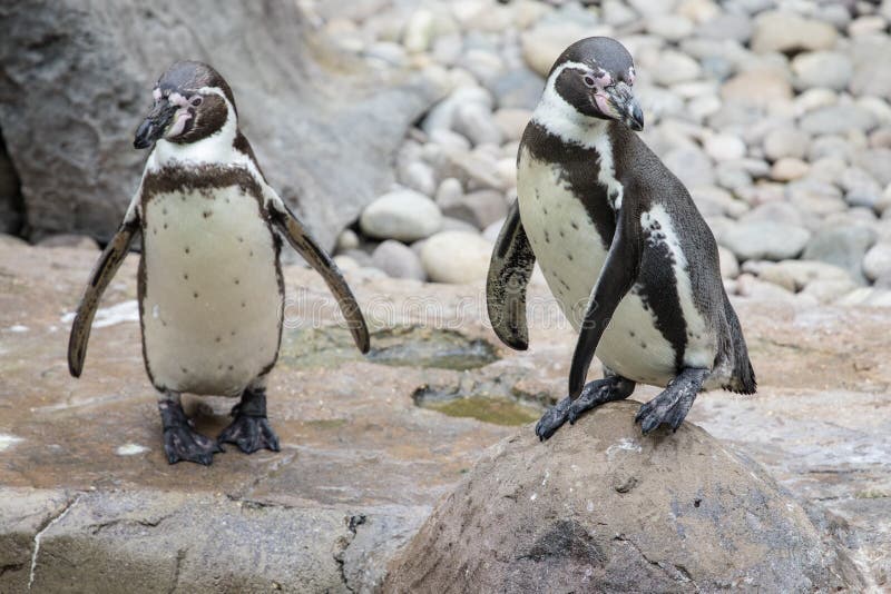 Pinguins foto de stock. Imagem de asas, animal, animais - 116673960