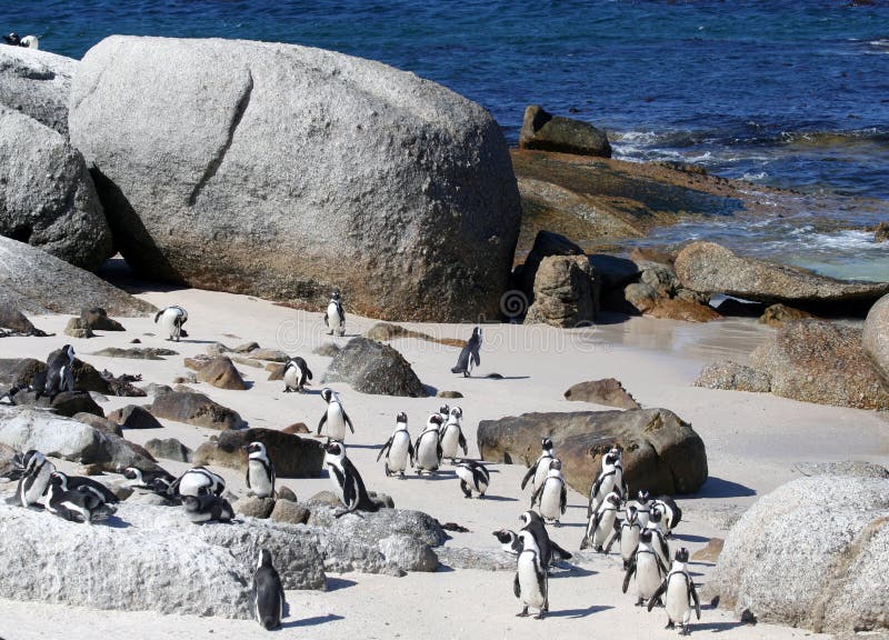 Pinguins do cabo foto de stock. Imagem de pinguim, selvagem - 784568