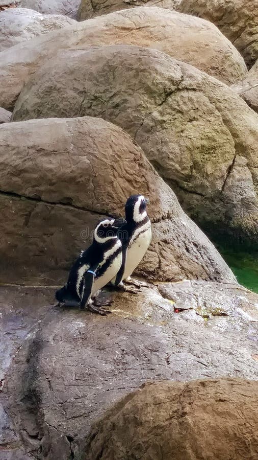 Pingvin arkivfoto. Bild av vatten, polart, pingvin - 100617508