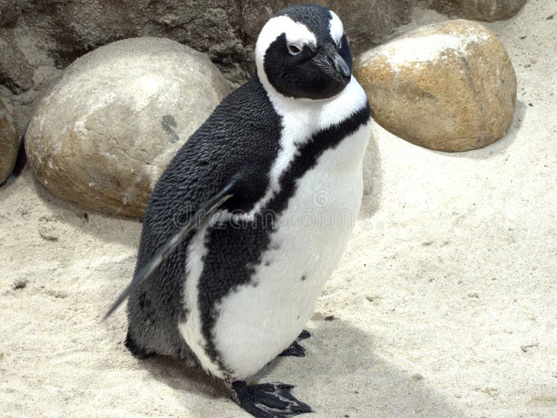 Humboldtpingvin fotografering för bildbyråer. Bild av plattform - 22885737