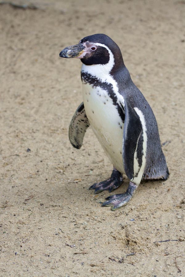 Pingvin arkivfoto. Bild av frysa, polart, kallt, litet - 18484258
