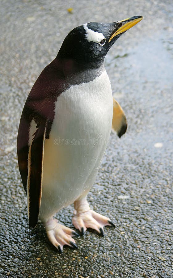Pingvin 2 arkivfoto. Bild av kallt, fisk, fläck, svart - 1621360