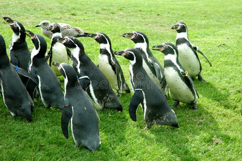 Simma för pingvin fotografering för bildbyråer. Bild av vatten - 252543