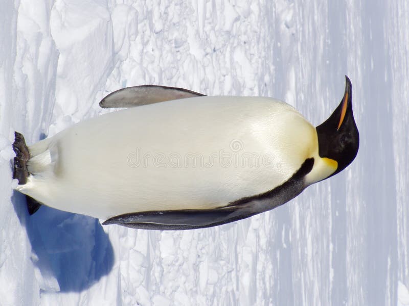 Pingvin arkivfoto. Bild av vingar, kamrat, flod, pingvin - 308176