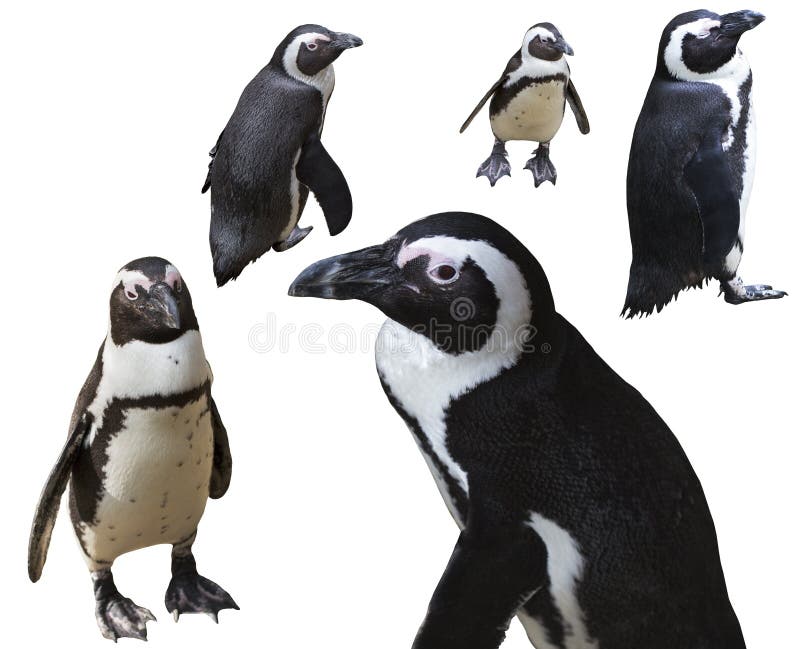 Pingvin Stock Foton , bilder och fotografi - Ladda ner 36,919 foton