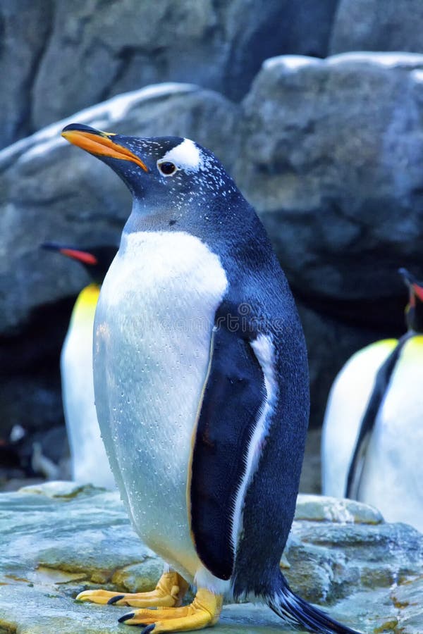 Pingvin arkivfoto. Bild av kanada, kallt, angus, albertan - 40061982