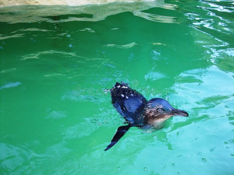 Pingvin fotografering för bildbyråer. Bild av flotta - 49525769