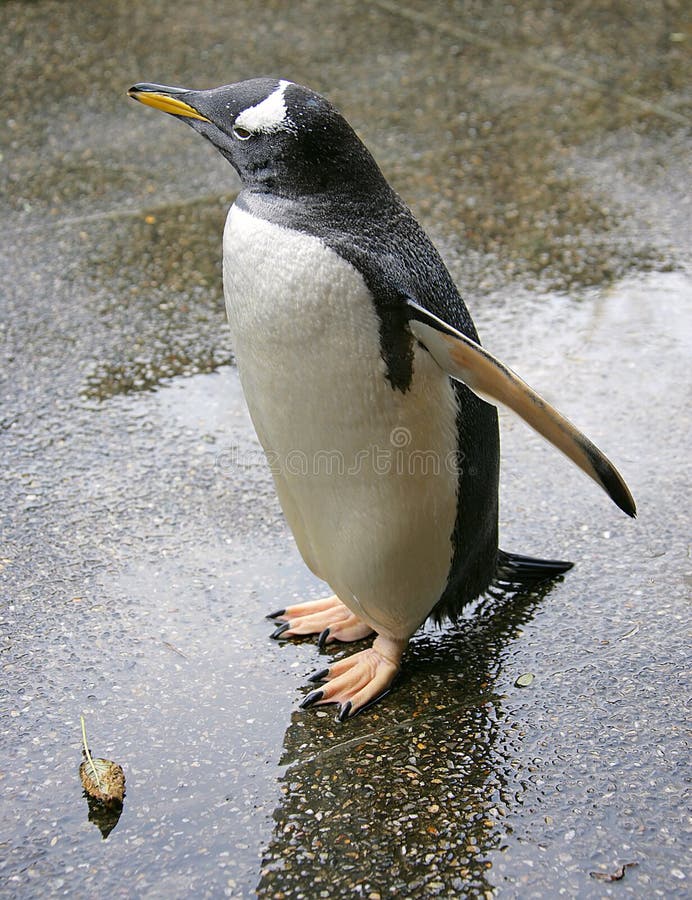 Penguin 2 arkivfoto. Bild av kallt, fisk, fläck, svart - 1621360