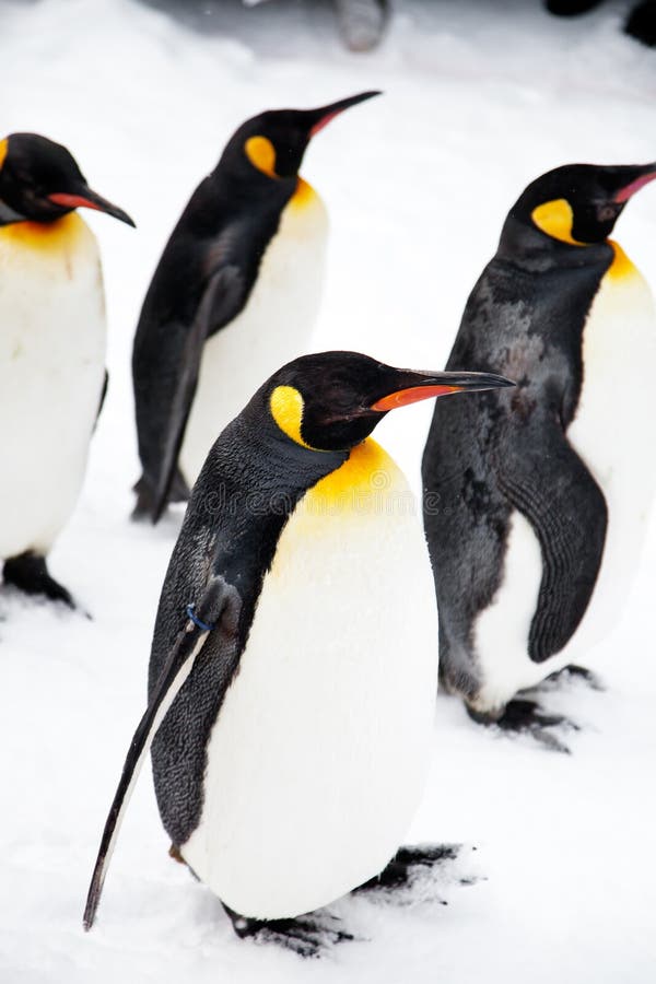 Pingvin fotografering för bildbyråer. Bild av svart, färg - 85348015