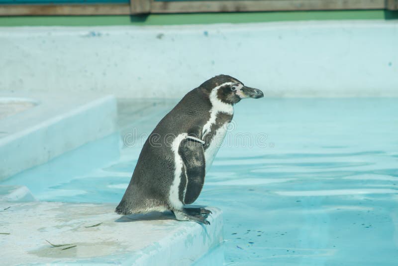 Pingvin arkivfoto. Bild av vild, fluga, vatten, barn - 93009028