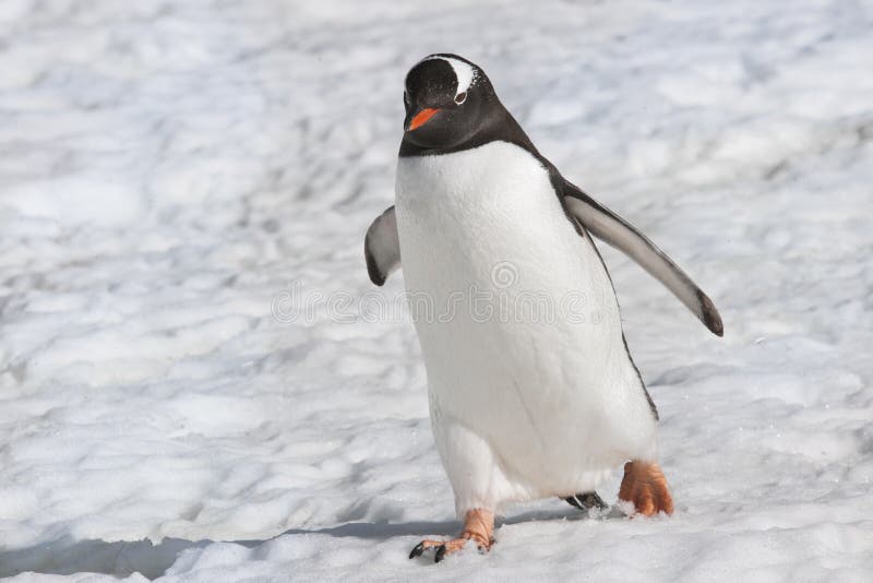 Pingvin - Gentoo pingvin arkivfoto. Bild av angus, wadded - 29243620