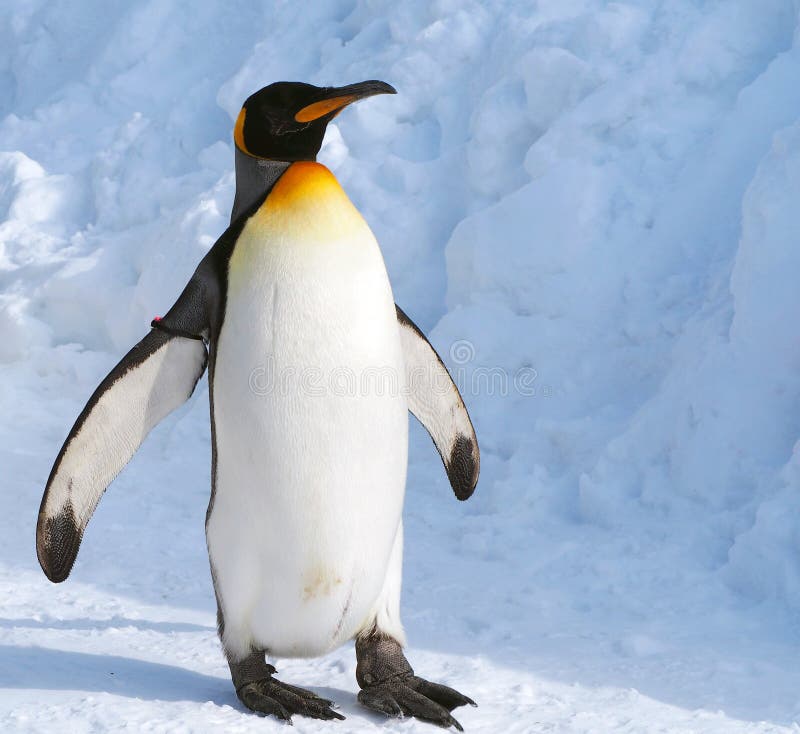 Pingvin som bara går arkivfoto. Bild av kust, pingvin - 57254714