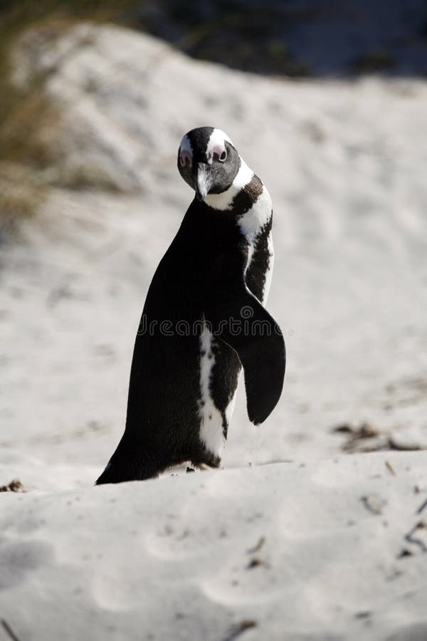 Pingwin obraz stock. Obraz złożonej z afrykanin, słońce - 11207007