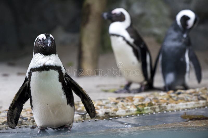 Pingwin Zdjęcia Stock - Pobierz 29,811 Zdjęcia Royalty Free