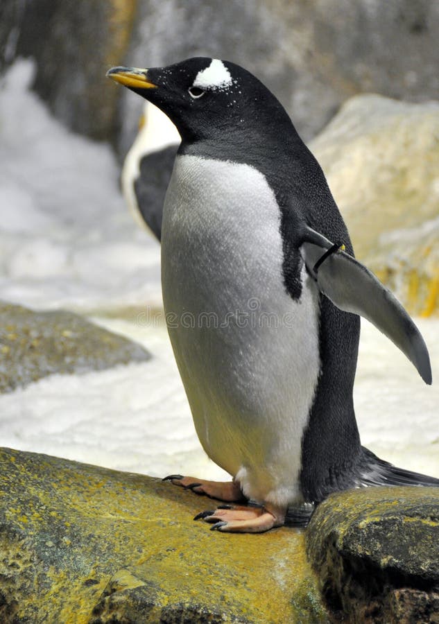 Pingwin obraz stock. Obraz złożonej z wakacje, przedstawienie - 14222319