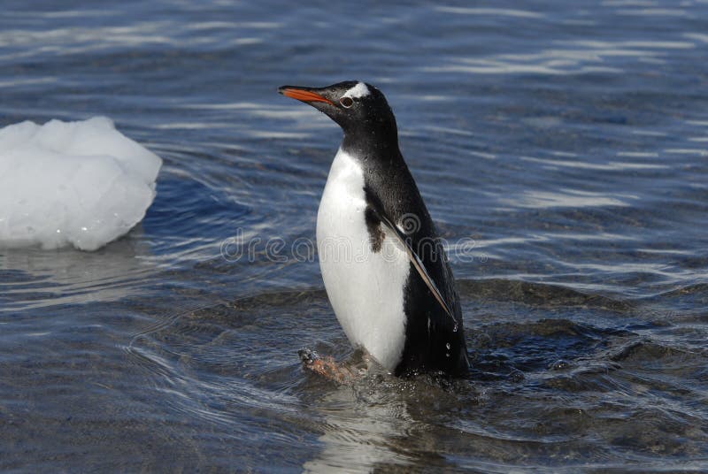Pingwin cesarski pingwin zdjęcie stock. Obraz złożonej z arden - 3881496