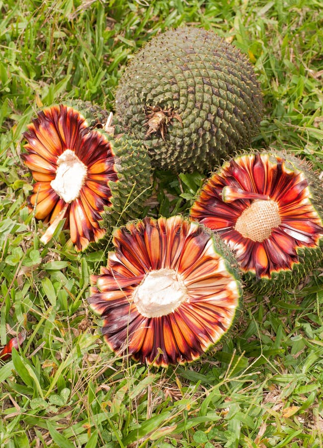 Pinhao - Pinho Brasileiro Na Bacia Marrom Na Tabela De Madeira Imagem ...