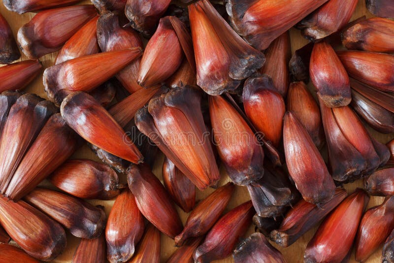 Pinhao - brazilian pine stock image. Image of junina - 57535867