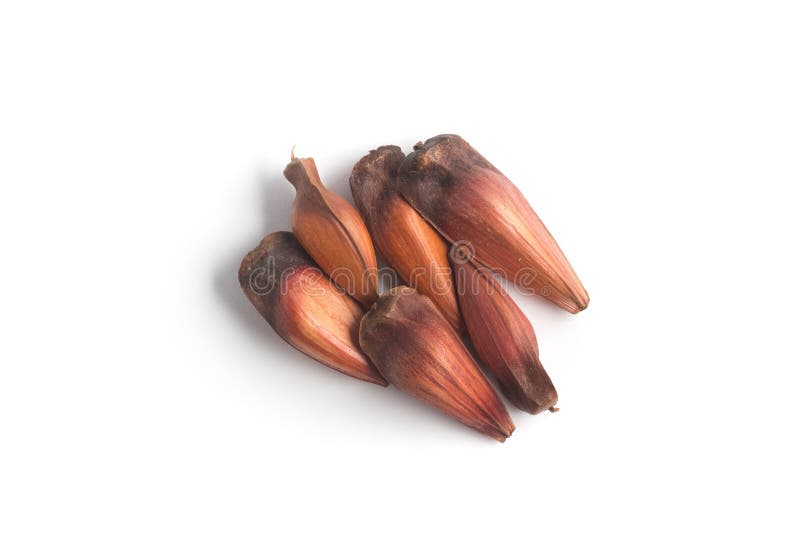 Pinhao - pinhão brasileiro imagem de stock. Imagem de pinho - 93732707