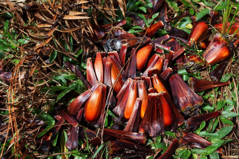 Pinhao (pinho Brasileiro) Na Caixa De Madeira Com Pano De Saco Em T De ...