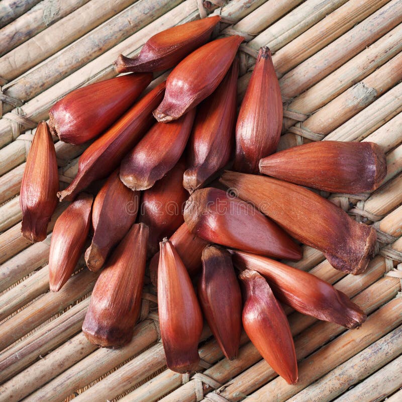 Pinhao (pinho Brasileiro) Na Caixa De Madeira Com Pano De Saco Em T De ...