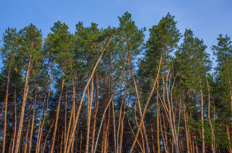 Pinheiros altos imagem de stock. Imagem de foliage, outdoor - 77037289