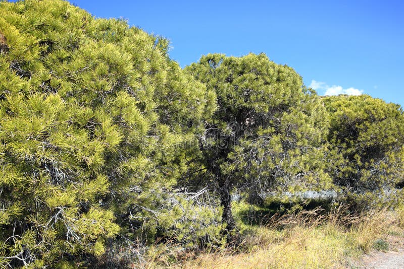 Um Pinheiro De Pedra Italiano E Umas Rosas Desmedidos Cor-de-rosa ...