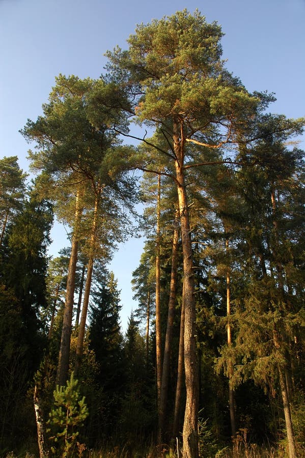 Pinho-árvore imagem de stock. Imagem de árvore, pinho - 274999