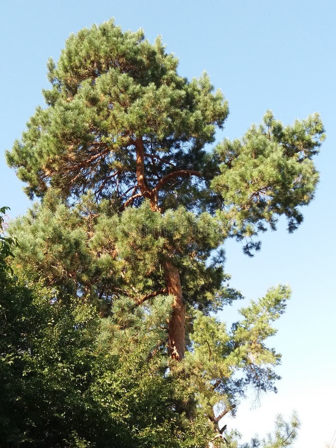 Pinho foto de stock. Imagem de plantas, pinho, outono - 100560746