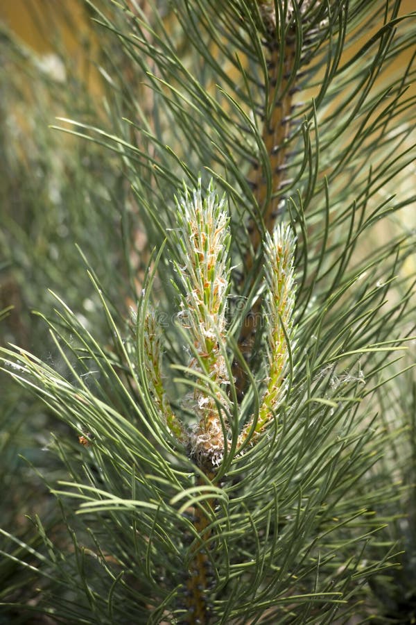 Árvore De Pinho Da Araucária Foto de Stock - Imagem de terra, biologia ...